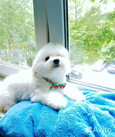 Девочка бишон фризе. Высокопородная РКФ