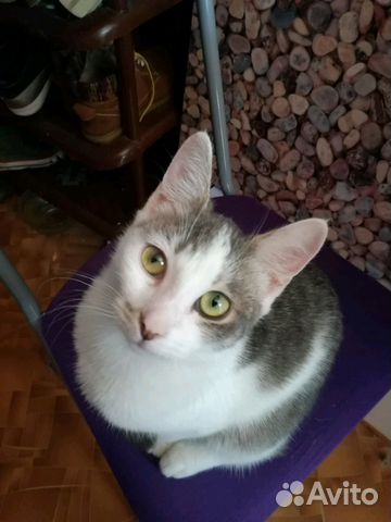 Котенок 6 мес девочка