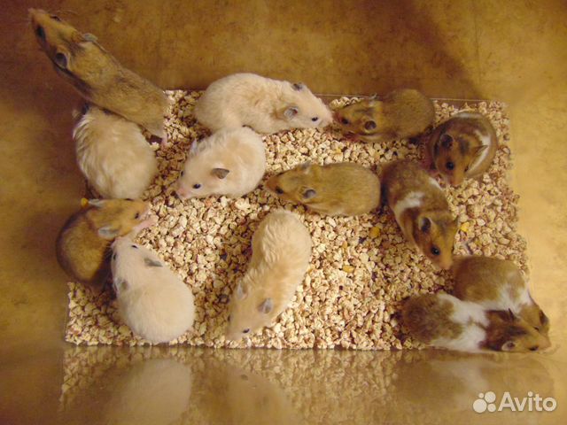 Сирийские, джунгарские, кэмпбелла хомяки, клетки