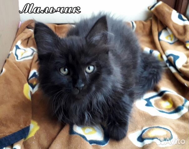 Норвежский лесной мальчик 2,5 мес в добрые руки