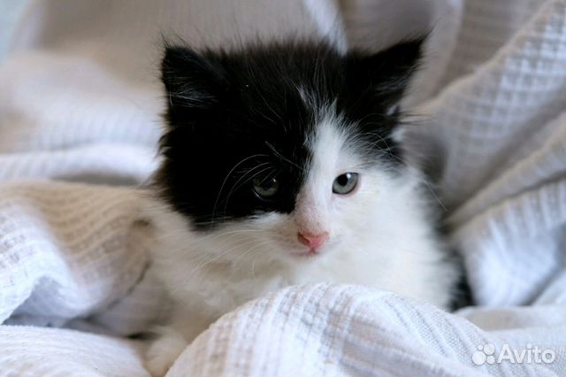 Котенок Панда