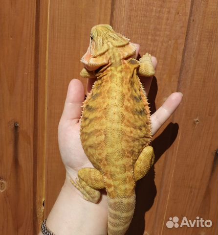 Шикарная самка. Leatherback Trans Het Hypo