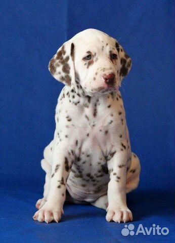 Прекрасная блондинка