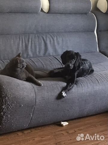 Щенок 6 месяцев