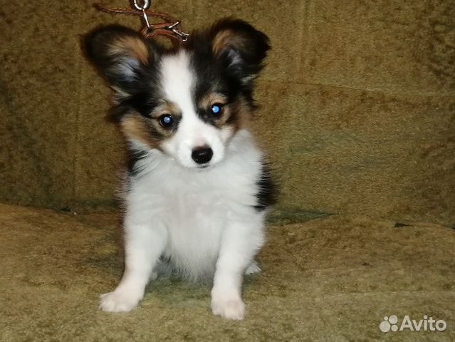 Папийон