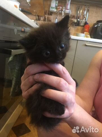 Отдам котёнка