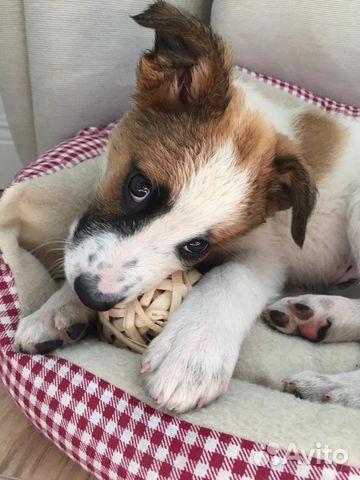 Щенок помесь