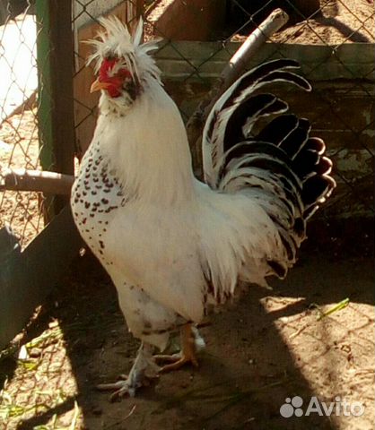 Павловские куры