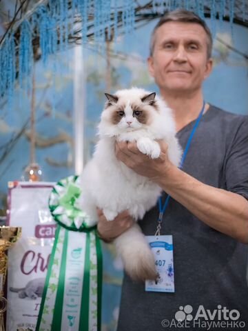Рэгдолл девочка, шоу/разведение, 8 месяцев