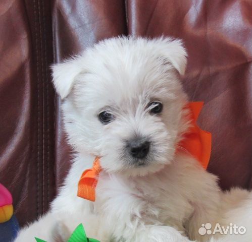 Щенки вест хайленд уайт терьера