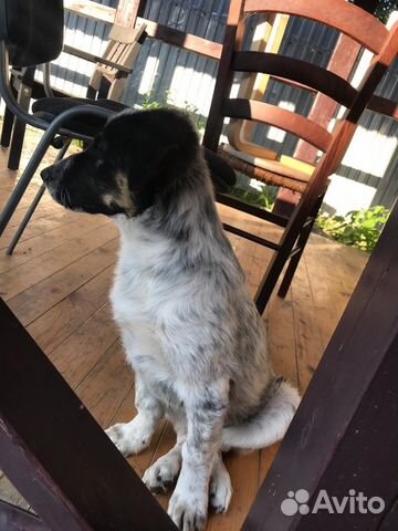 Чудная щенуля (Метис Спаниеля)