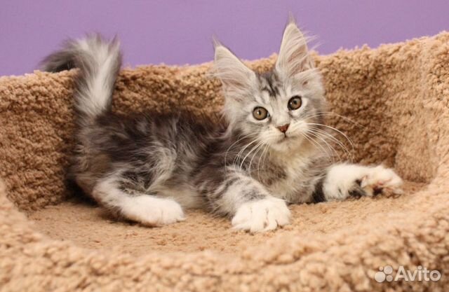 Кошечка черный серебряный мрамор Юсси