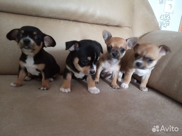 Продам щенков чихуахуа