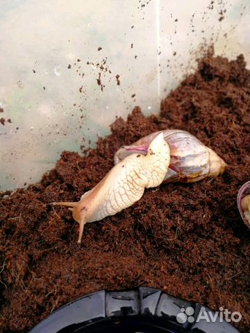 Улитка ахатины