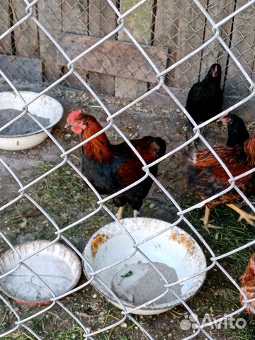 Продам петухов