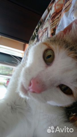 Симона в хорошие руки