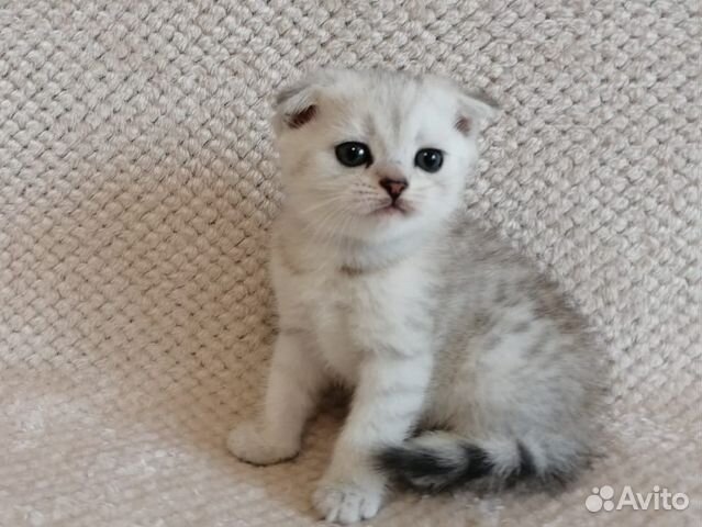 Шотландские котята