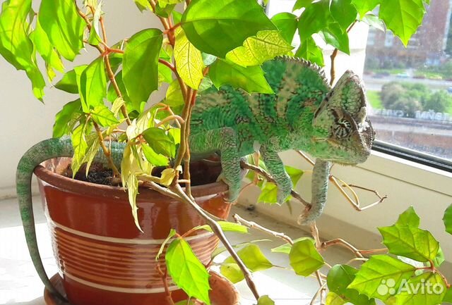 Хамелеон Йеменский