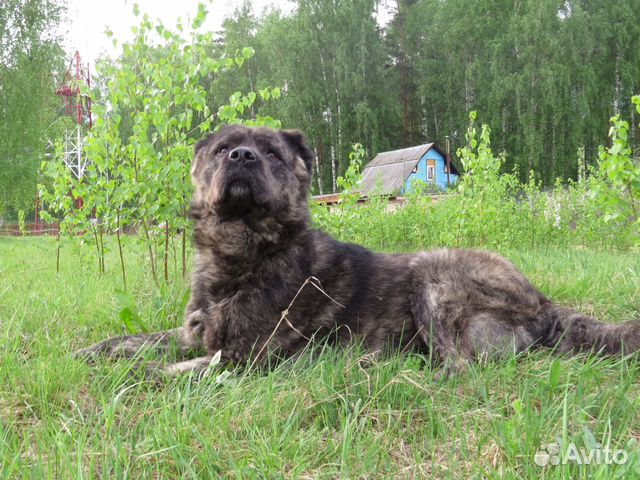 Зацеп
