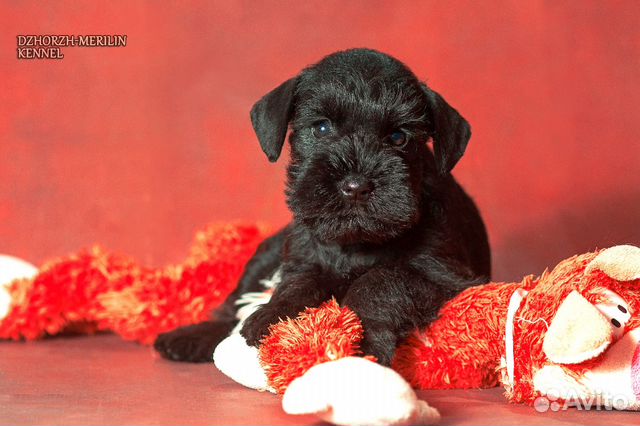 Щенки цвергшнауцера (окрас черный)