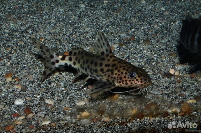 Сом синодонтис (перевертыш)