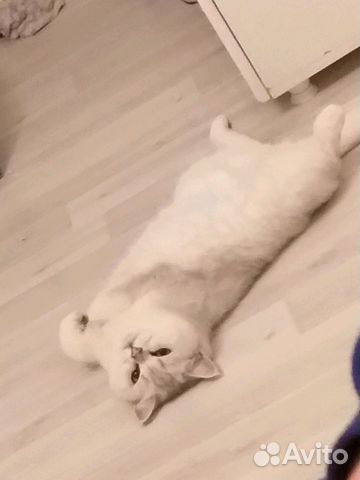 Серебристая шиншилла, кошка енот