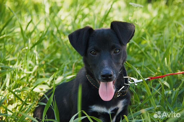 Малышка Нора ищет дом