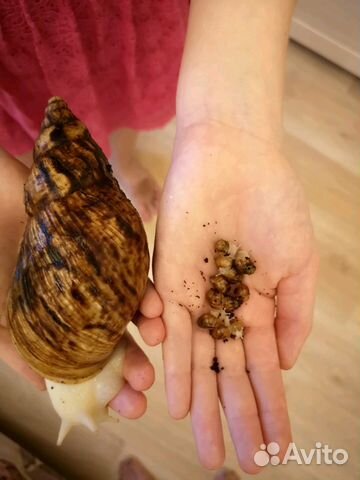 Улитки ахатины альбино ретикулята, активные