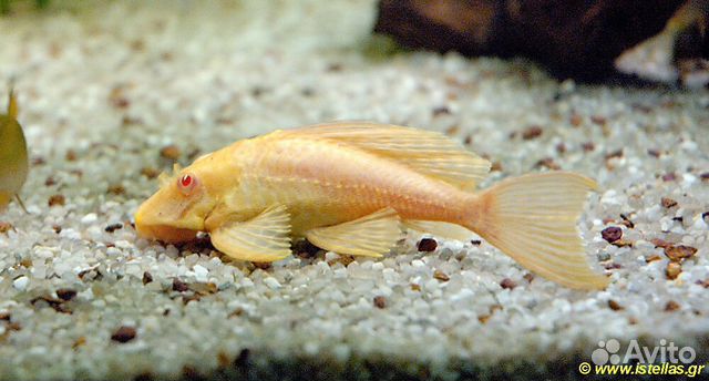 Парчовый сом альбинос