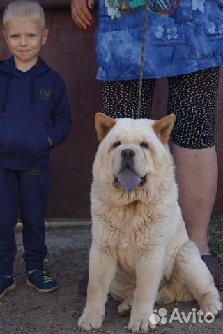 Кремовый мальчик смуф ждет родителей