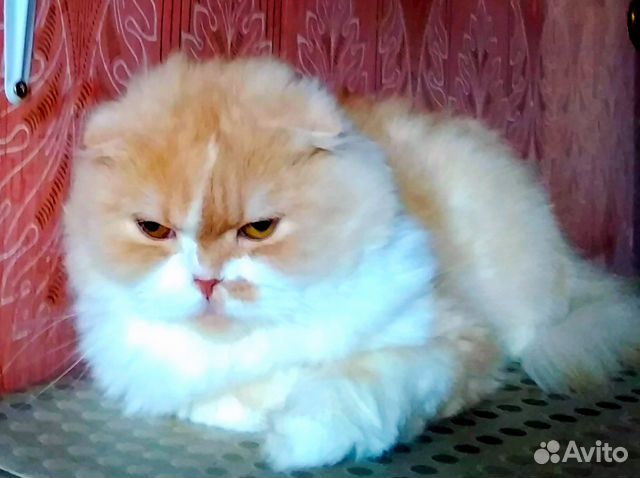 Отдам молодую шотландскую кошку в добрые руки