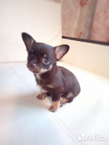 Щенки чихуахуа