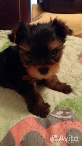 Девочка Йорк 1месяц 2 недели