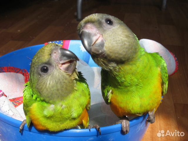 Бананоед Сенегальские попугаи,птенцы-выкормыши
