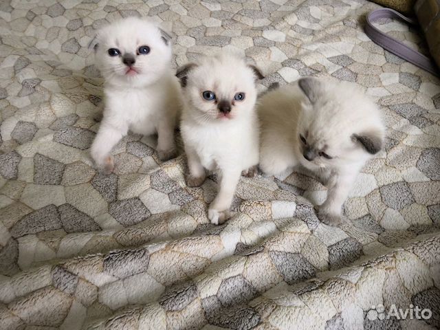Котята шатланские