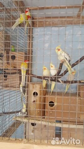 Попугаи Розеллы,Кореллы