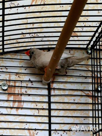 Японский амадин,самка