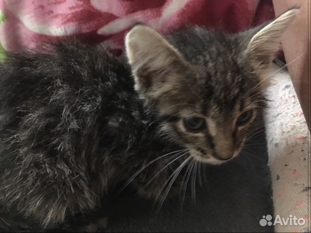 Котенок