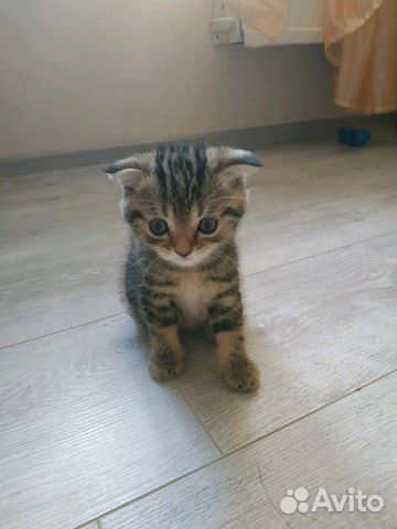 Продам котенка