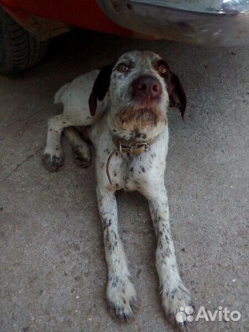 Чей щенок дратхаара