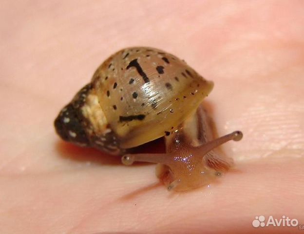 Улитки Ахатина