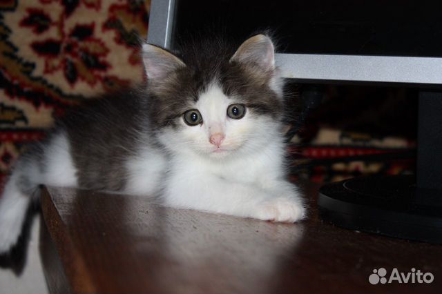 Котяток в добрые руки