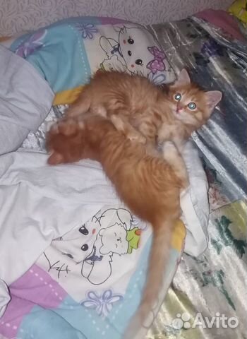 Отдам рыженьких котят