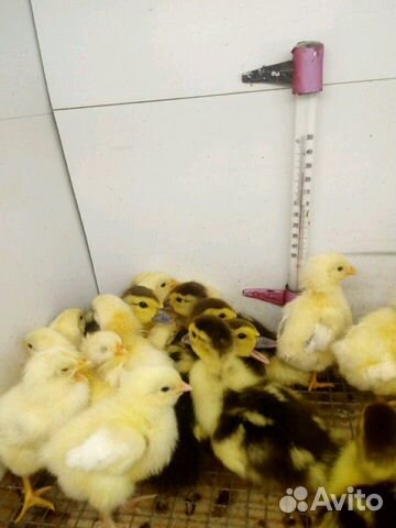Цыплята подрощенные и суточные Индоутята подрощенн