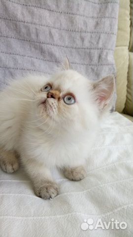 Котёнок экзот колорного окраса