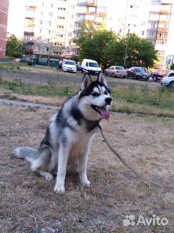 Продаю хаски мальчик 8 месяцев