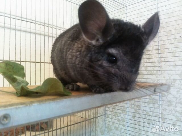 Молодой самец шиншиллы в хорошие руки