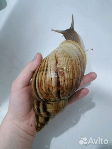 Отдам кладку улиток ахатин ретикулята