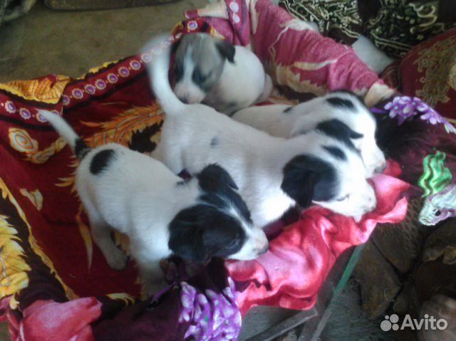 Щенята Стафф-терьер