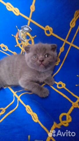 Продам котенка